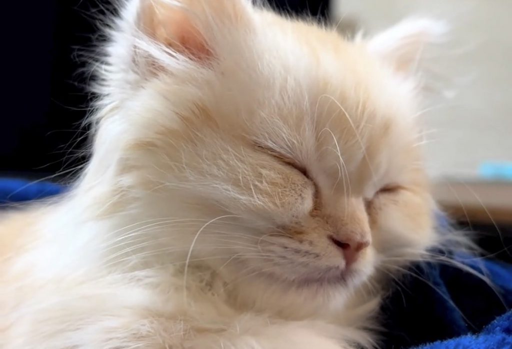 可愛い寝顔の猫ちゃん | equall LIFE