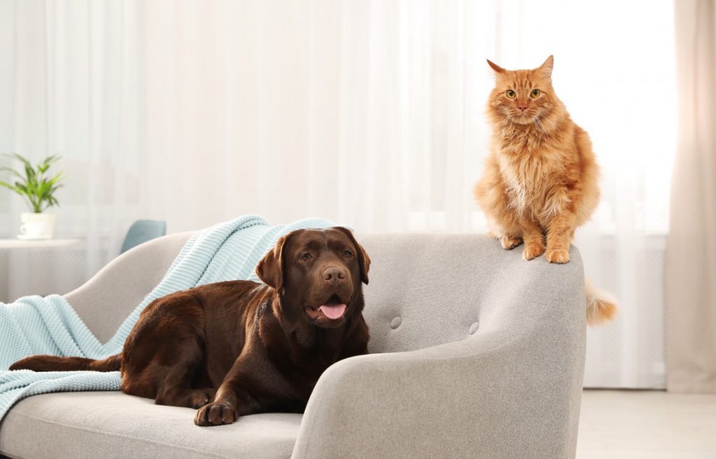 2024年8月に開催されるペットイベント | equall LIFE