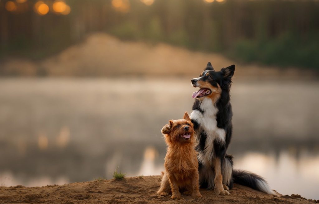 2024年7月に開催されるペットイベント | equall LIFE