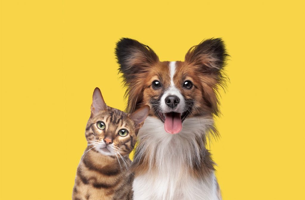 ペットのマイクロチップについて調査！犬猫への装着や費用・登録方法 | equall LIFE